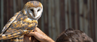 La chouette n’a pas tout dit - Allez savoir!