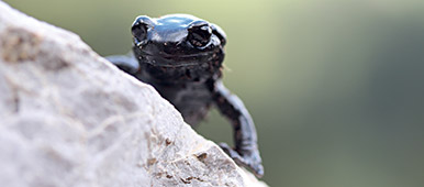 Tritons, salamandres, grenouilles et crapauds: embrassez le guide ...