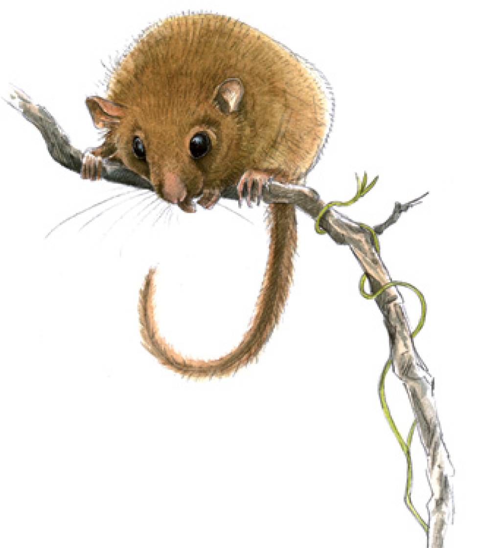 Le muscardin - Atlas de la biodiversité