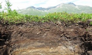 The podzolisation process - Soil and vegetation research