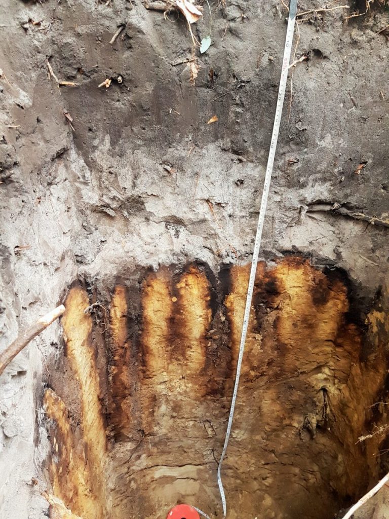 The podzolisation process - Soil and vegetation research