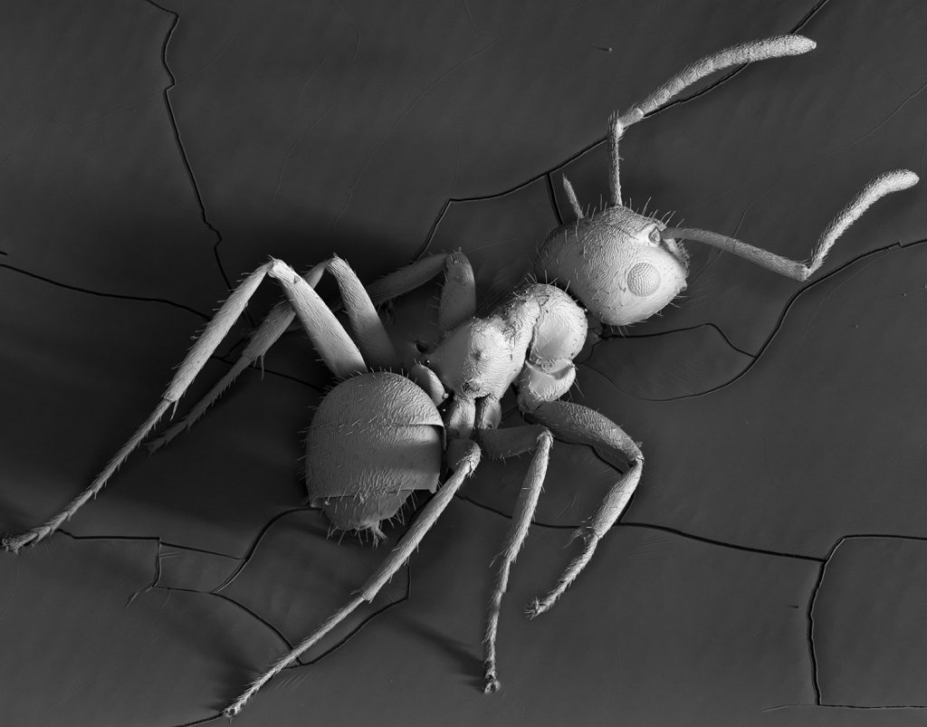 Ant in scanning - Electron microscopy Facility University of Lausanne