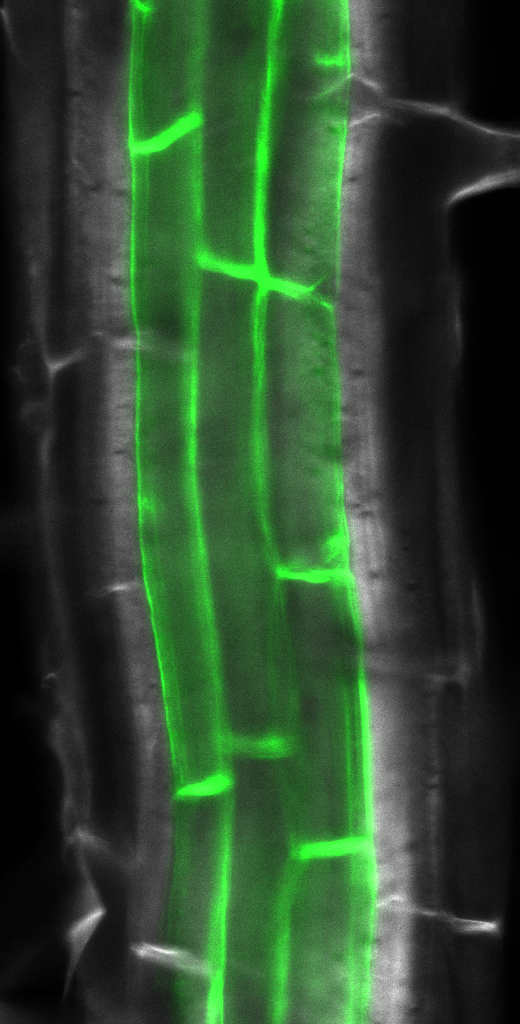 Protocols - The Geldner Lab