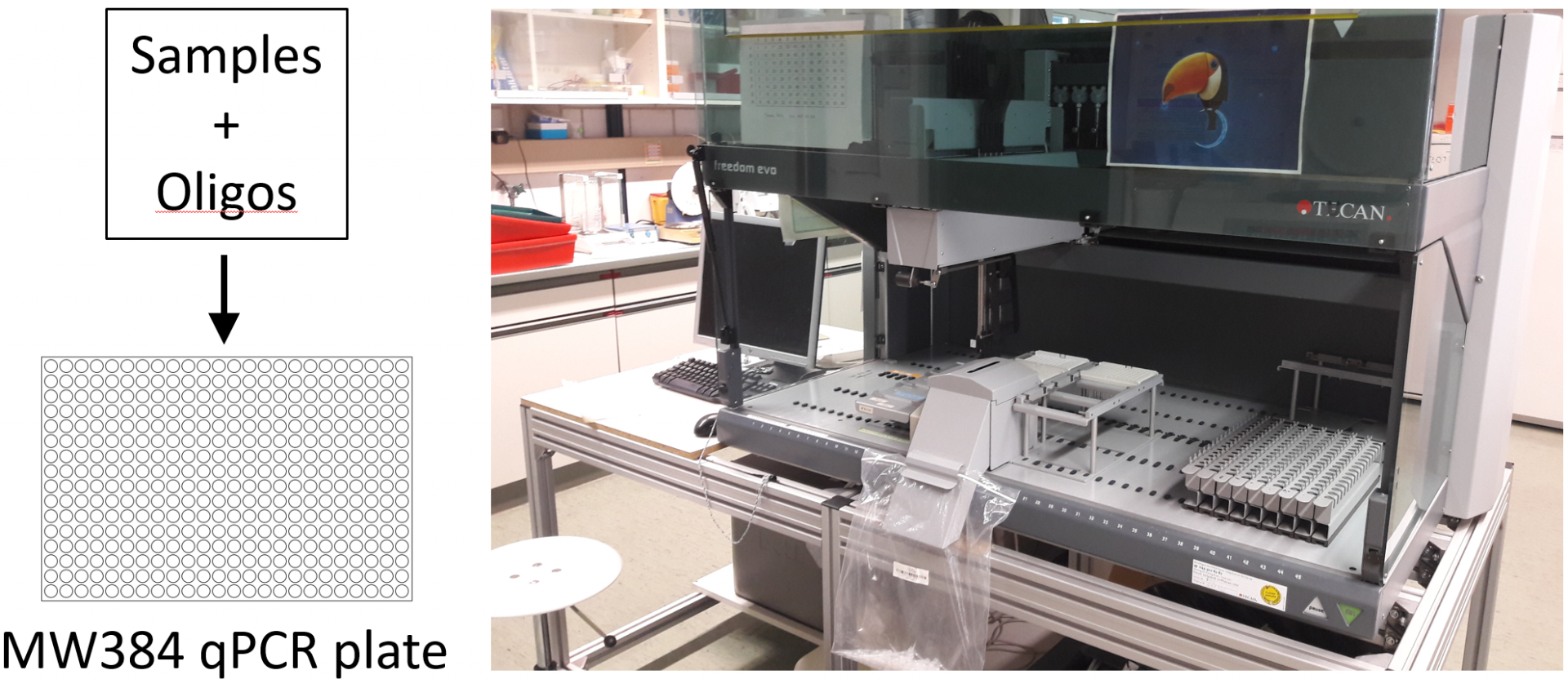 Quantitative PCR - Lausanne Genomic Technologies Facility