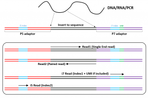 Illumina Short Read Sequencing – Lausanne Genomic Technologies Facility