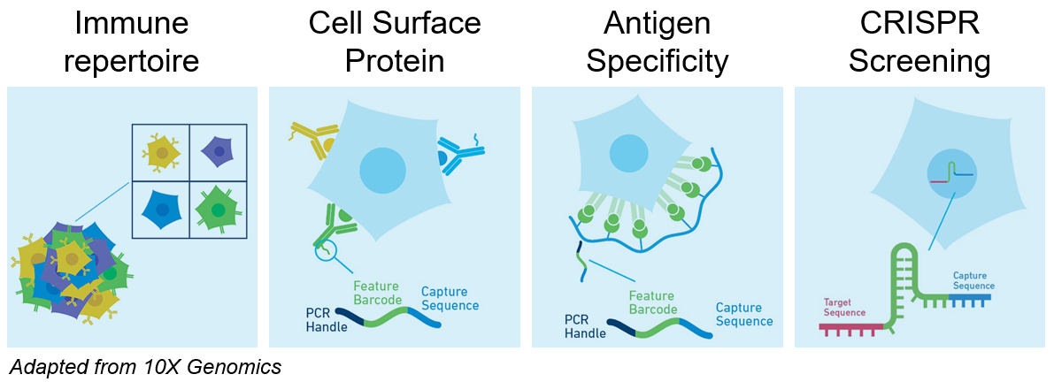 Single cell (10X) - Lausanne Genomic Technologies Facility
