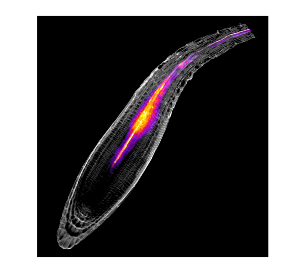 When Meta supersedes Proto - HARDTKE LAB - Molecular Genetics of Root ...