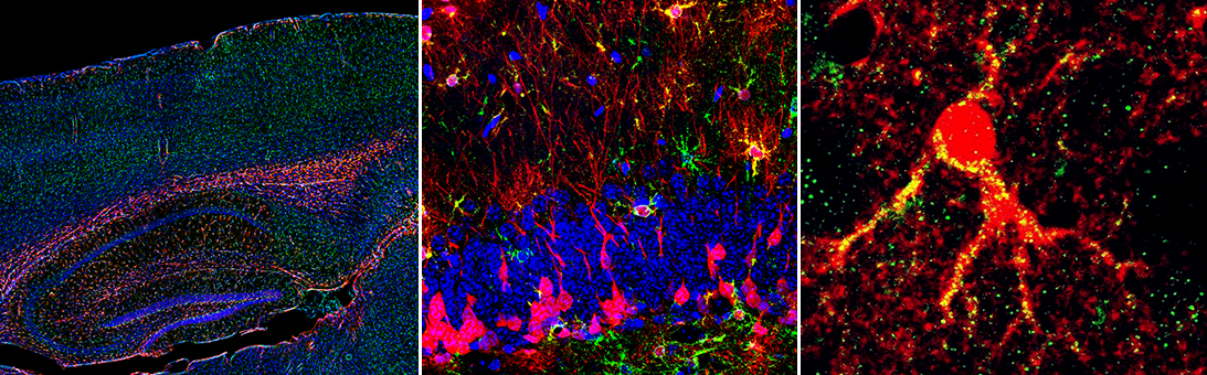 Research - The Knobloch Lab