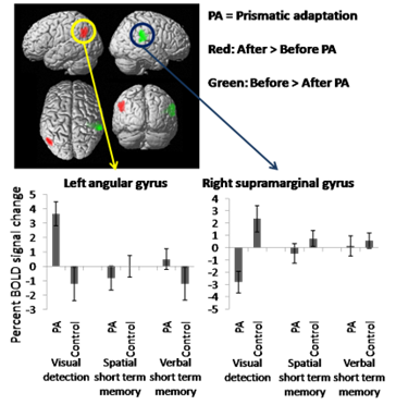 Cerebral plasticity following prismatic adaptation – Laboratoire des ...