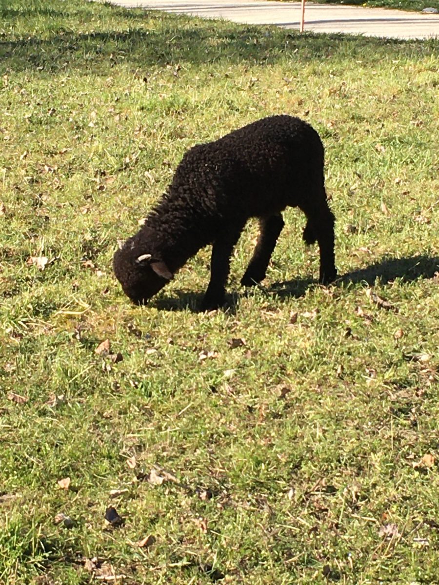 The Man Behind the Sheep: an Interview with UNIL’s Shepherd, Bob Martin ...