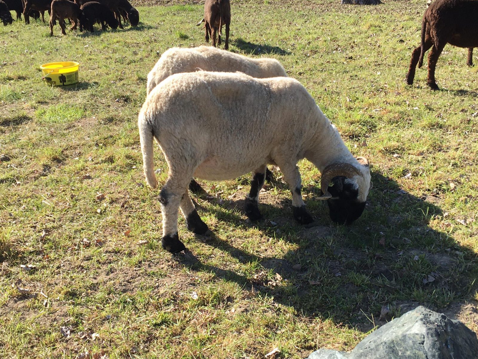 The Man Behind the Sheep: an Interview with UNIL’s Shepherd, Bob Martin ...