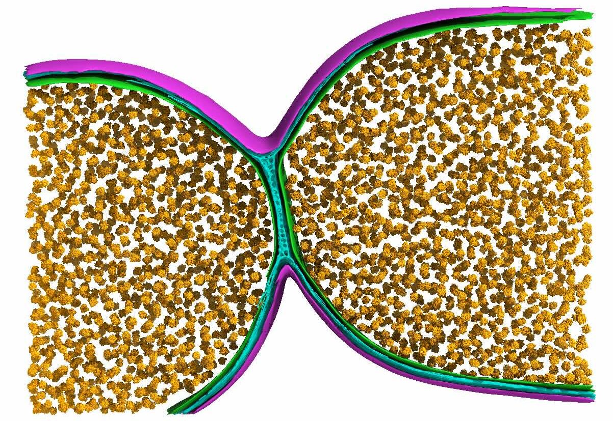 Research - Structural Cell Biology