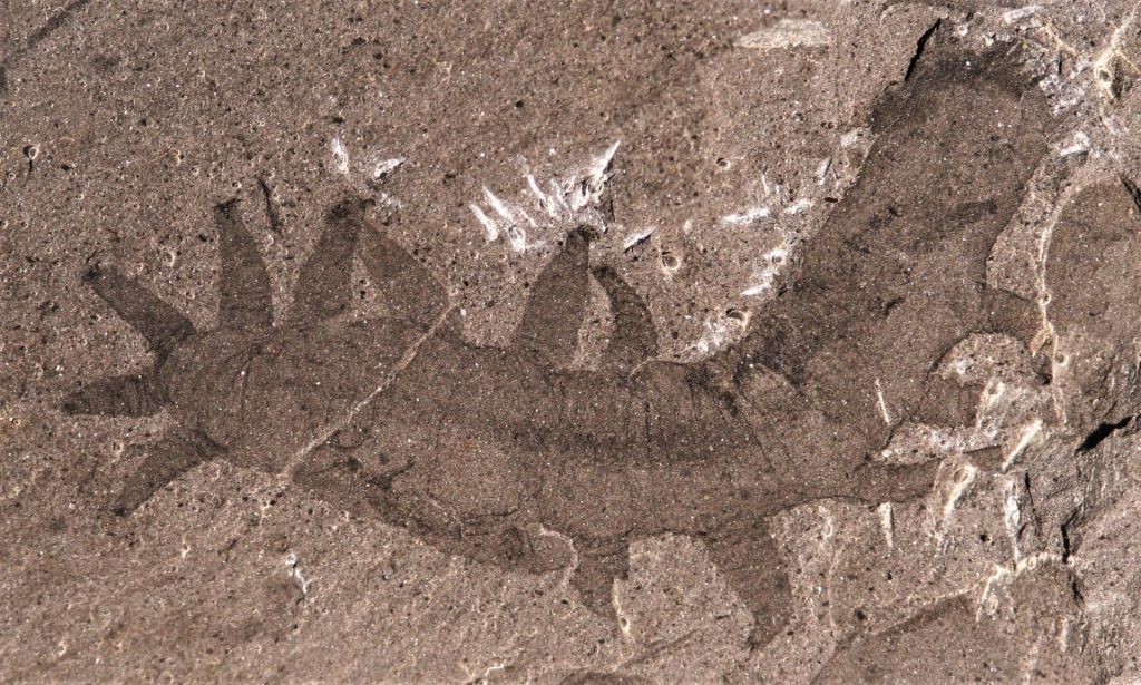 Exceptional Preservation - ANOM Lab