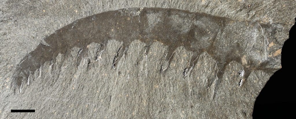 Arthropod evolution & the Cambrian Explosion - Perspective in PNAS ...