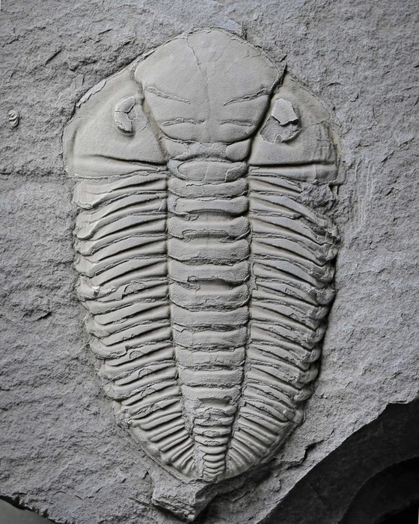 Ordovician Trilobite Development and Moulting - New Paper in ...