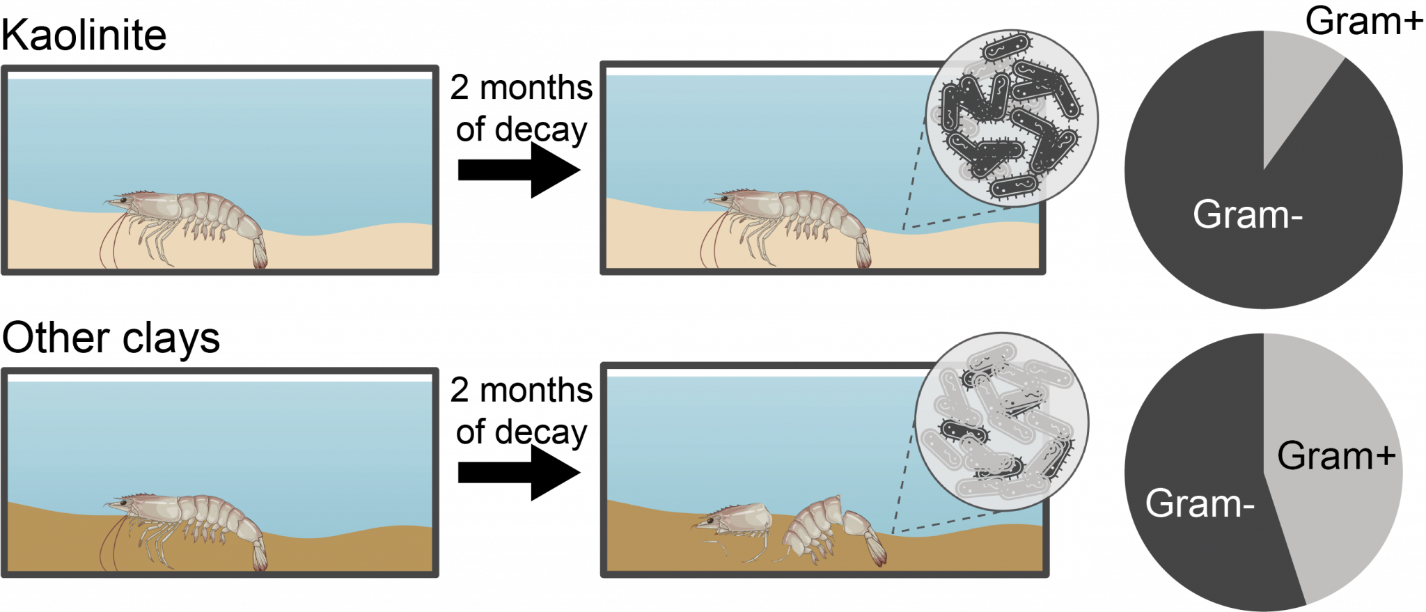 New paper on bacteria and clays during shrimp decay - ANOM Lab