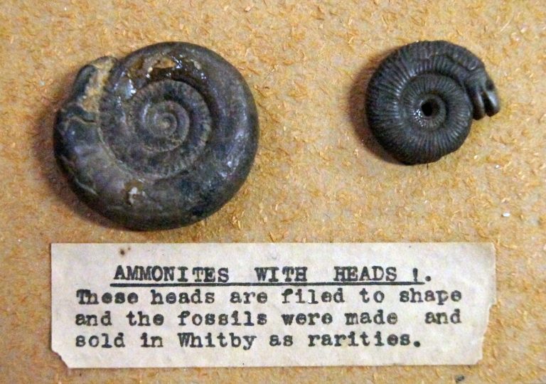 Snakestones and Sanctity: the Medieval Origins of the Cult of St Hilda ...