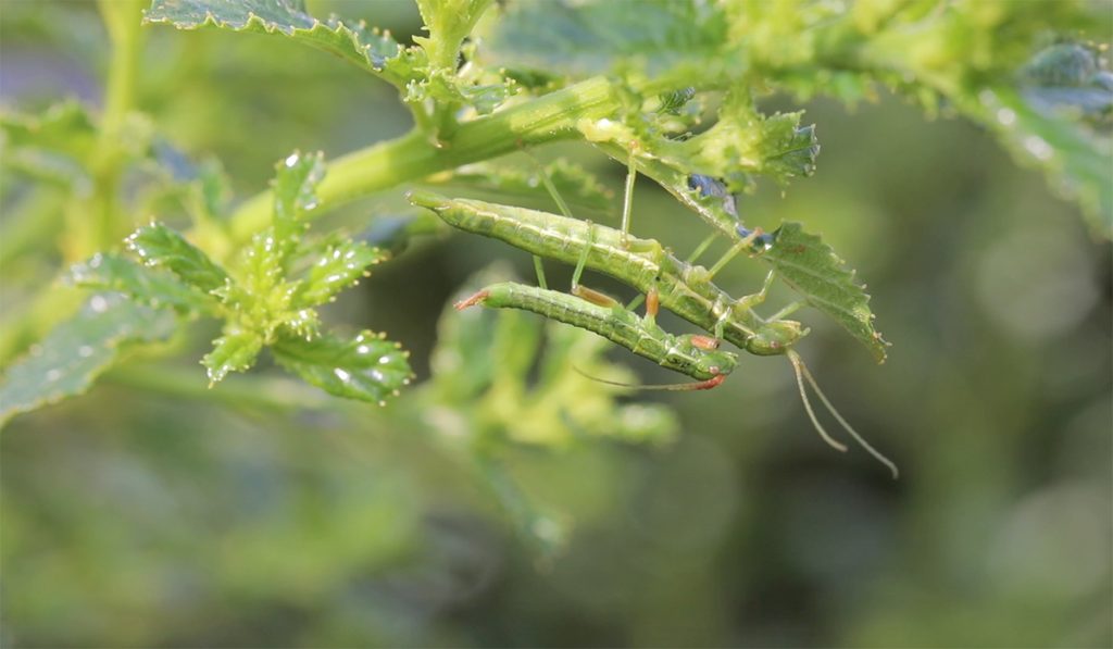 L’étrange asexualité des phasmes sous la loupe - L'uniscope