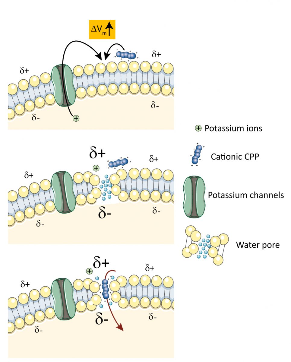 Research - The Widmann lab